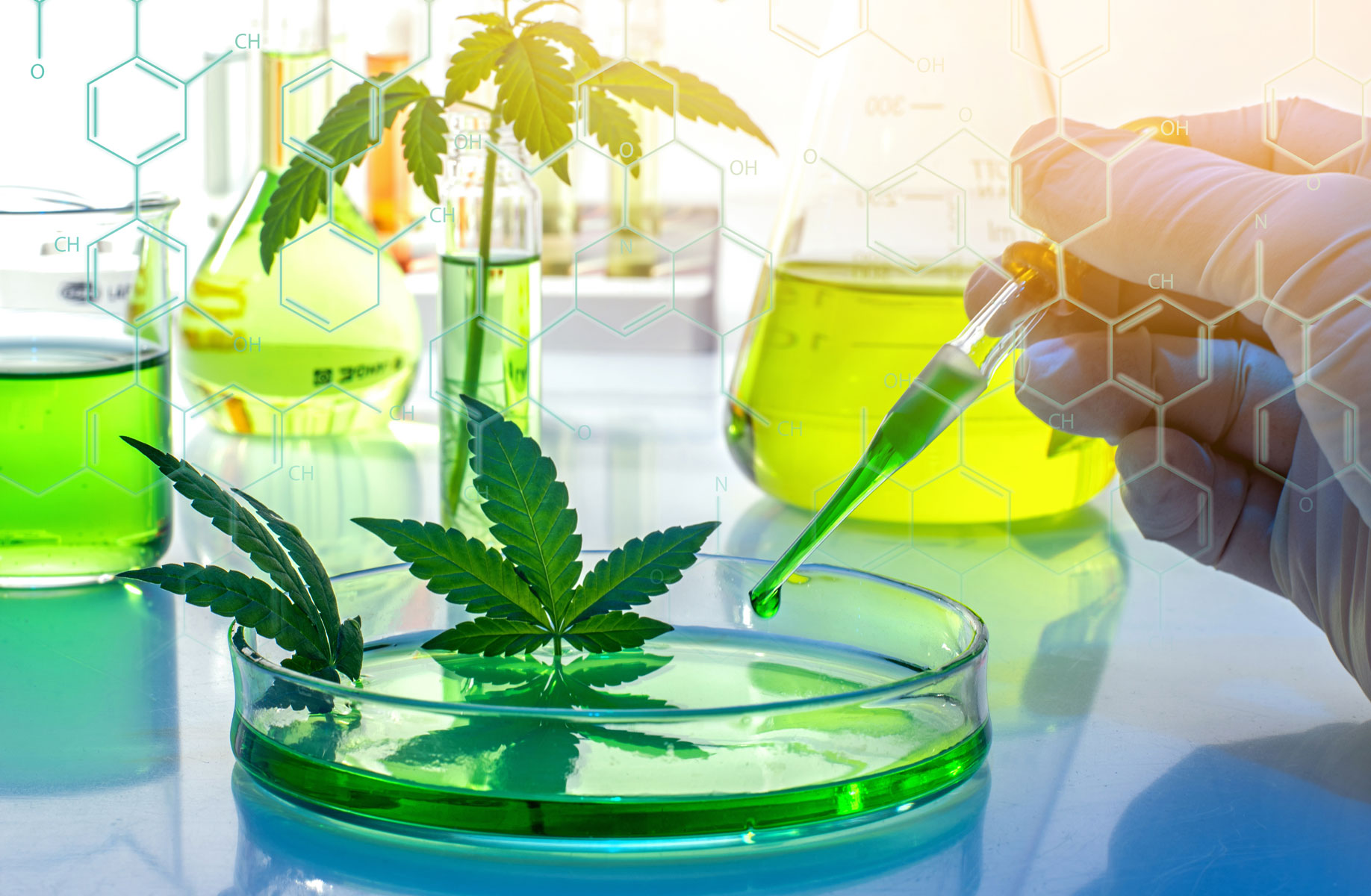 Cannabis Chemistry Components – Mother Earth News